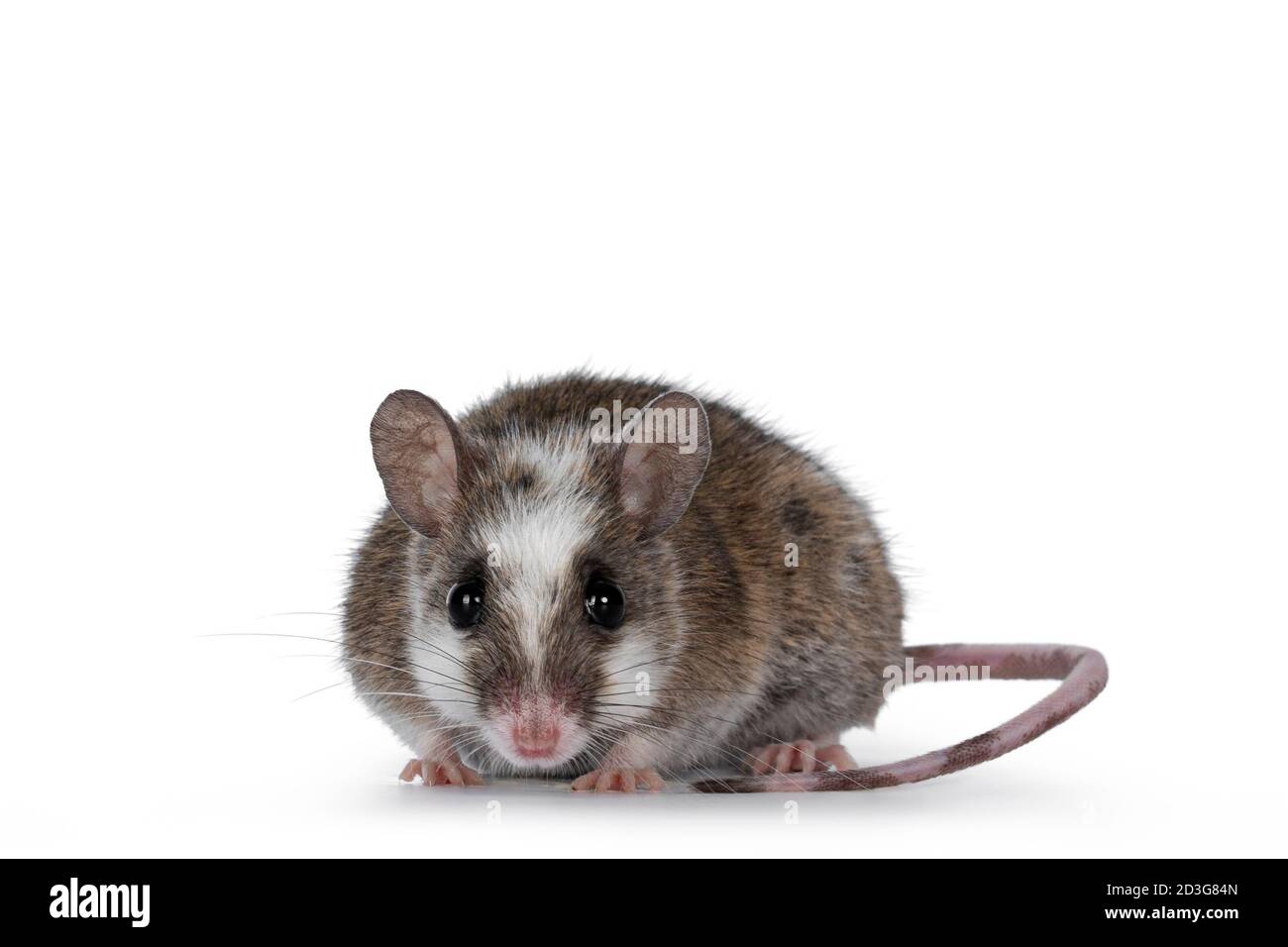 Standing Rat High Resolution Stock Photography and Images - Alamy