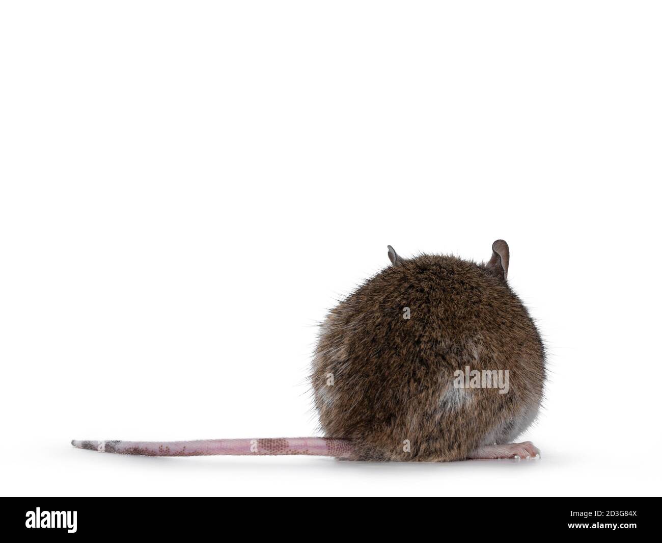 Brown with white young adult African rat aka Mastomys Natalensis ...