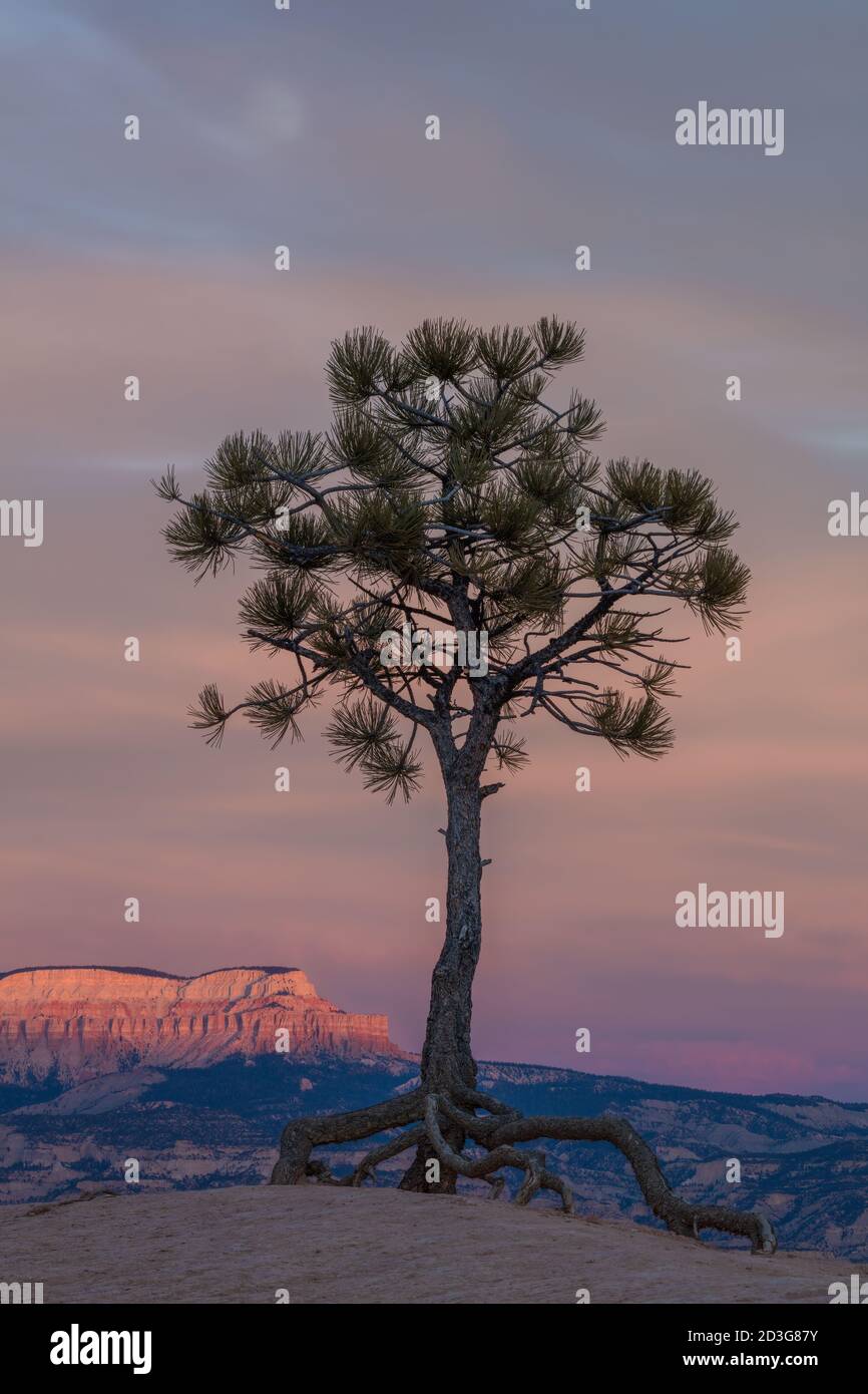 Powell Point and pine tree, Sunrise Point, Bryce Canyon National Park ...