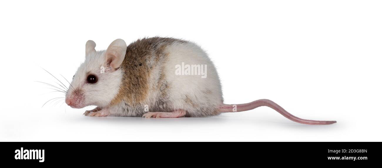 Veeltepelmuis hi-res stock photography and images - Alamy