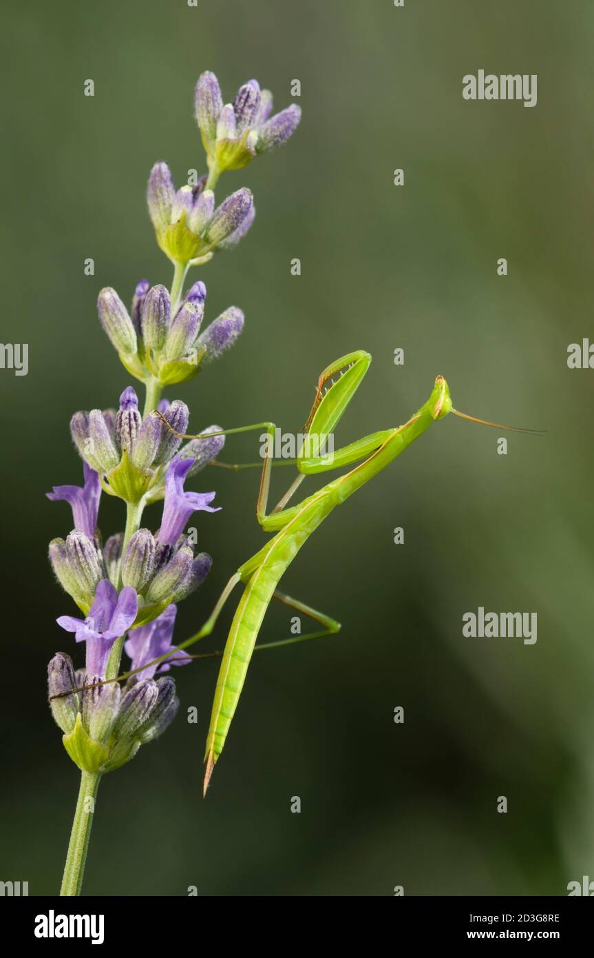 Male praying mantis on lavander flower spike Stock Photo - Alamy