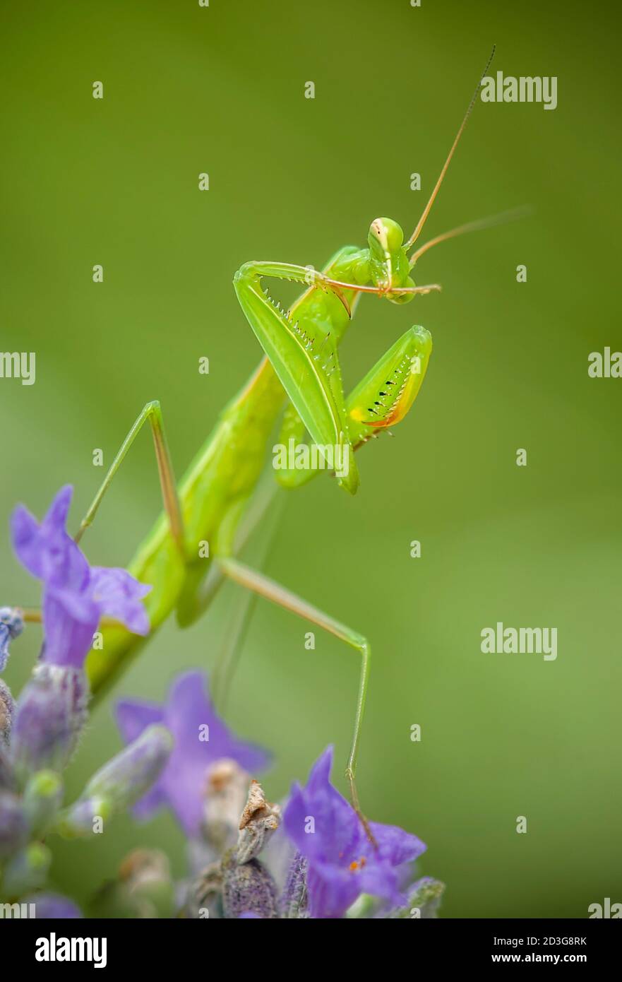Male praying mantis hi-res stock photography and images - Alamy