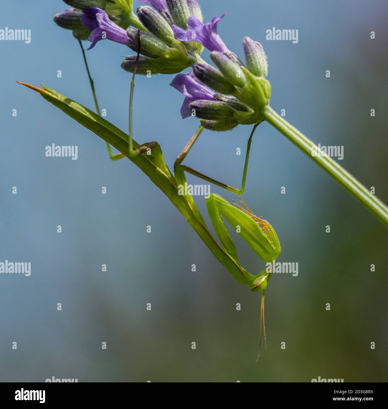 Male praying mantis on lavander flower spike Stock Photo - Alamy