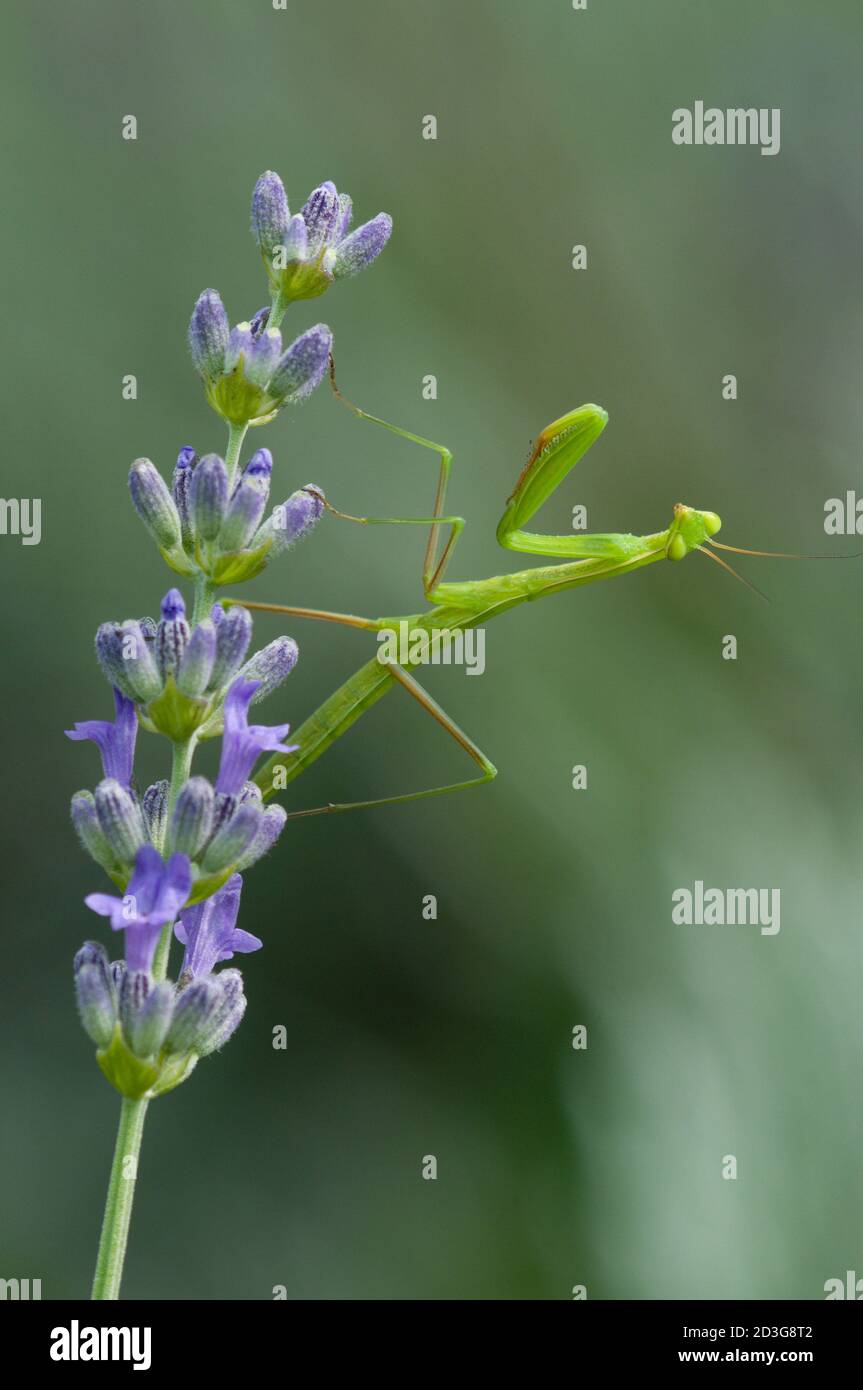 Male praying mantis on lavander flower spike Stock Photo - Alamy