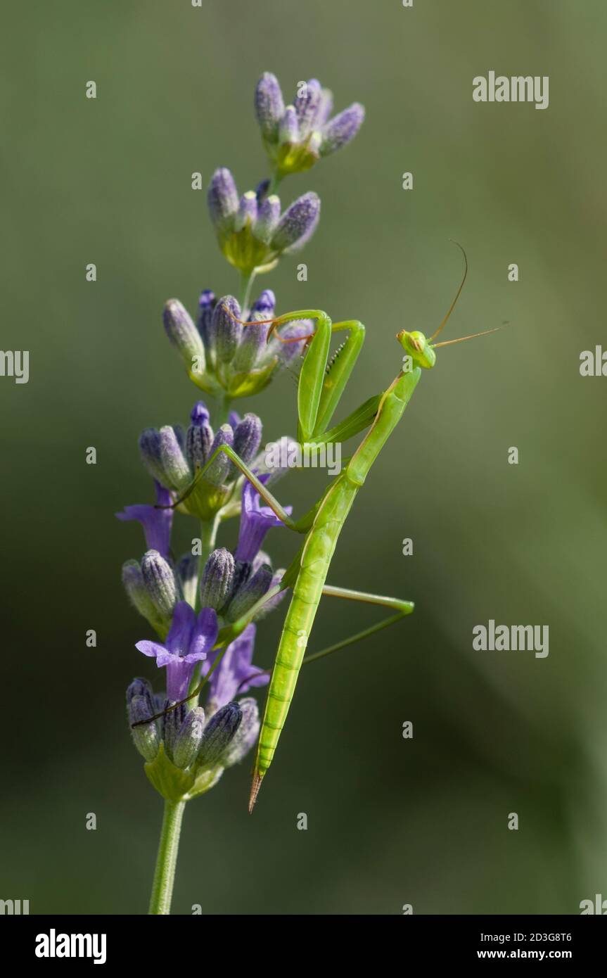 Male praying mantis on lavander flower spike Stock Photo - Alamy