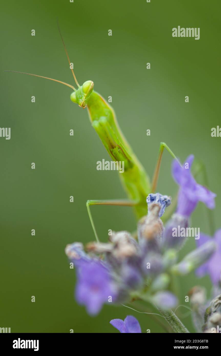 Male praying mantis on lavander flower spike Stock Photo - Alamy