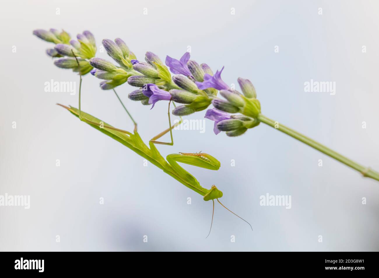 Male praying mantis on lavander flower spike Stock Photo - Alamy