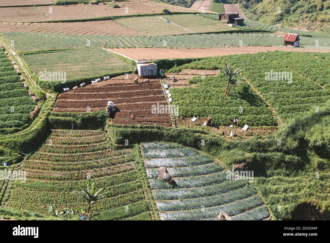 Beautiful rice fields terrace with mountain background and blue sky in ...