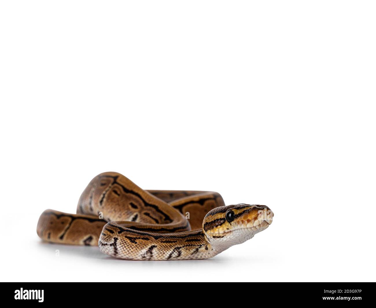 Pinstripe ballpython snake aka Python regius, moving towards camera ...