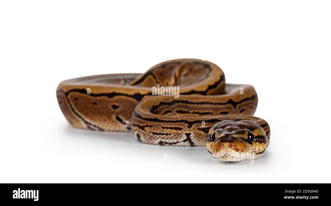 Pinstripe ballpython snake aka Python regius, moving towards camera ...