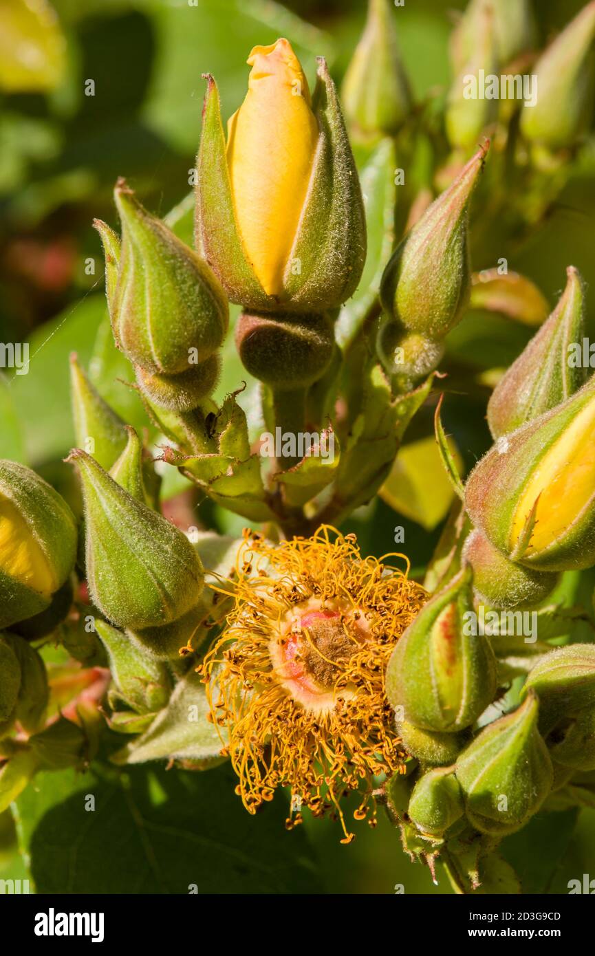Rose flowers and buds in full bloom in May Stock Photo - Alamy