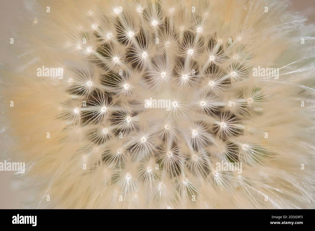 Closeup of dandelion seed head with parachute-like pappus Stock Photo ...