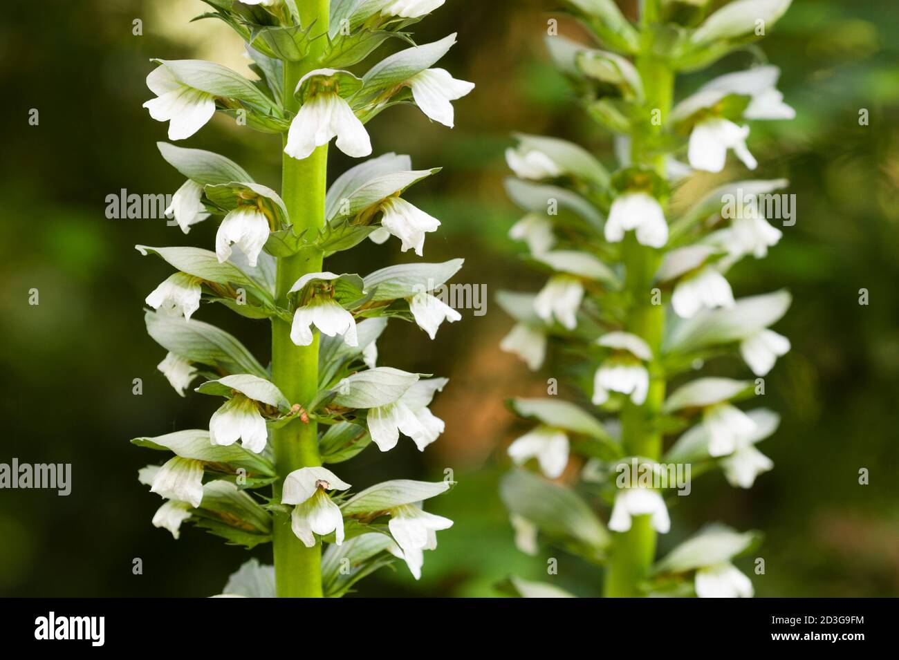 Spike of white flowers in rows in full bloom Stock Photo - Alamy