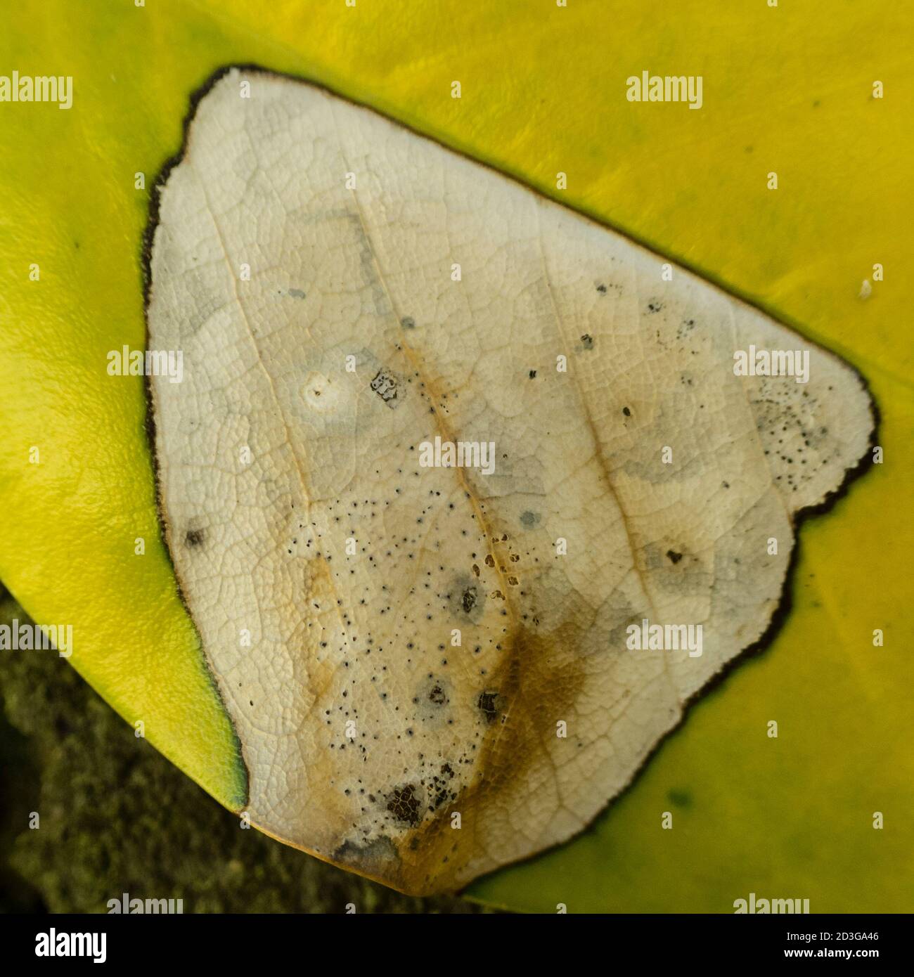 Spots of decay and fungy on green leaf of Magnolia Stock Photo - Alamy