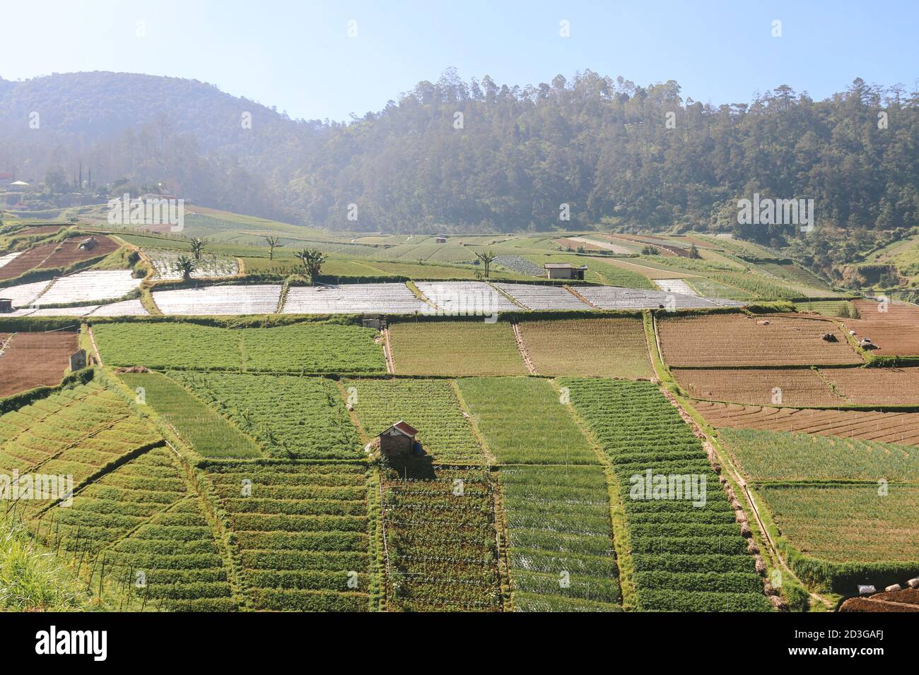 Beautiful rice fields terrace with mountain background and blue sky in ...