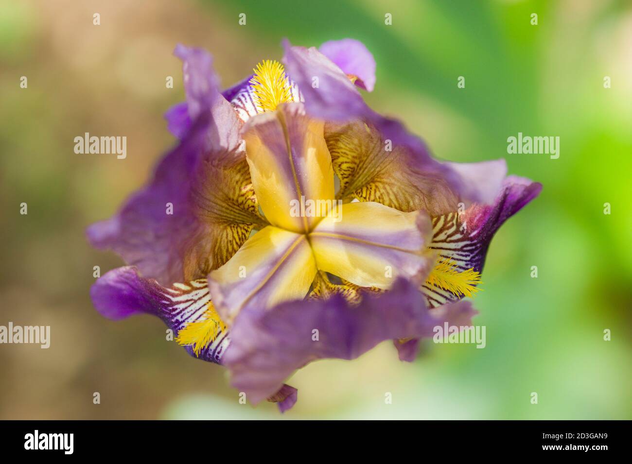 Detail of Iris flower in full Spring bloom Stock Photo - Alamy