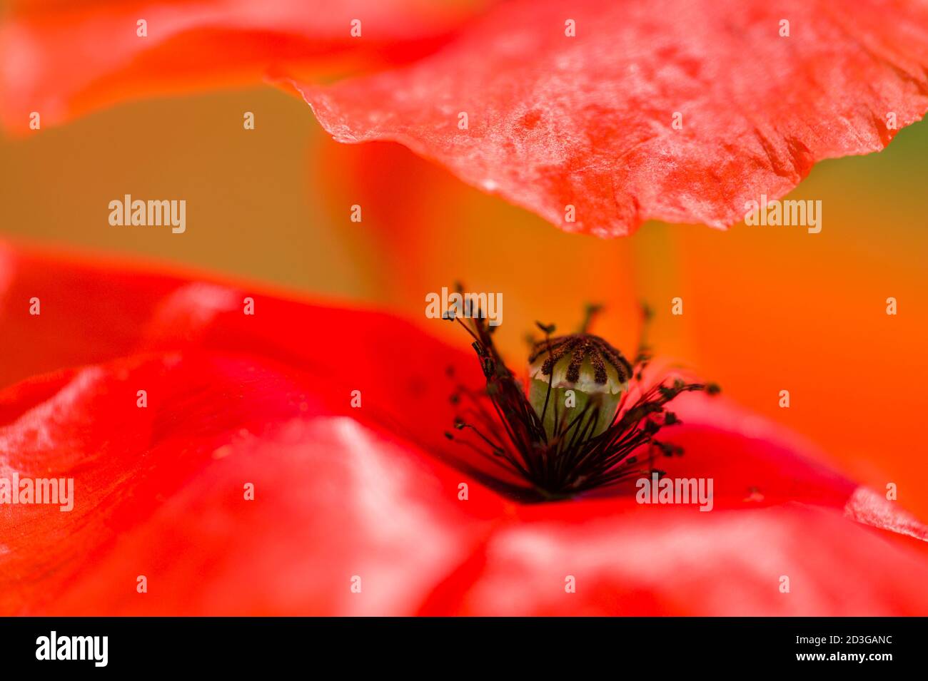 Papaver rhoeas, common names include corn poppy, corn rose, field poppy ...