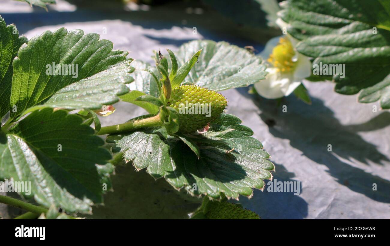 Young unripe strawberry on branch with leaf Stock Photo - Alamy