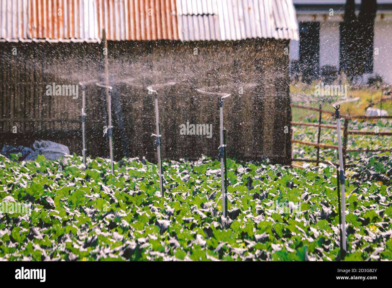Sprinkler(Springer) is watering a variety of beautiful growing ...