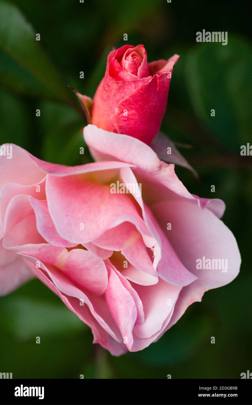 The bud may hi-res stock photography and images - Alamy