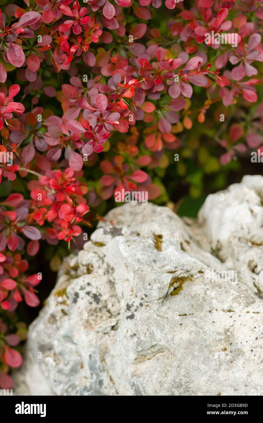 Red leaf bush detail with white ornamental rock Stock Photo - Alamy