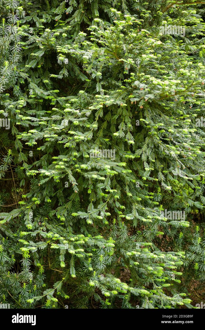 Pine tree tips hi-res stock photography and images - Alamy