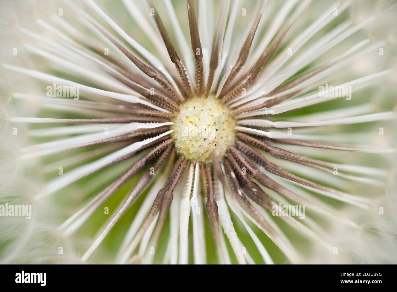 Dandelion seed cap ready to fly away, Taraxacum officinalis Stock Photo ...