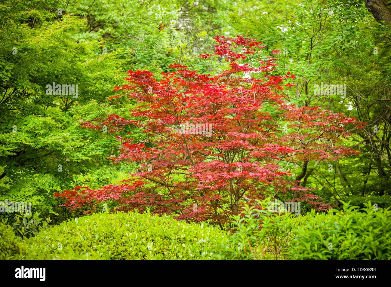Red leaf Maple tree in a green wood Stock Photo - Alamy