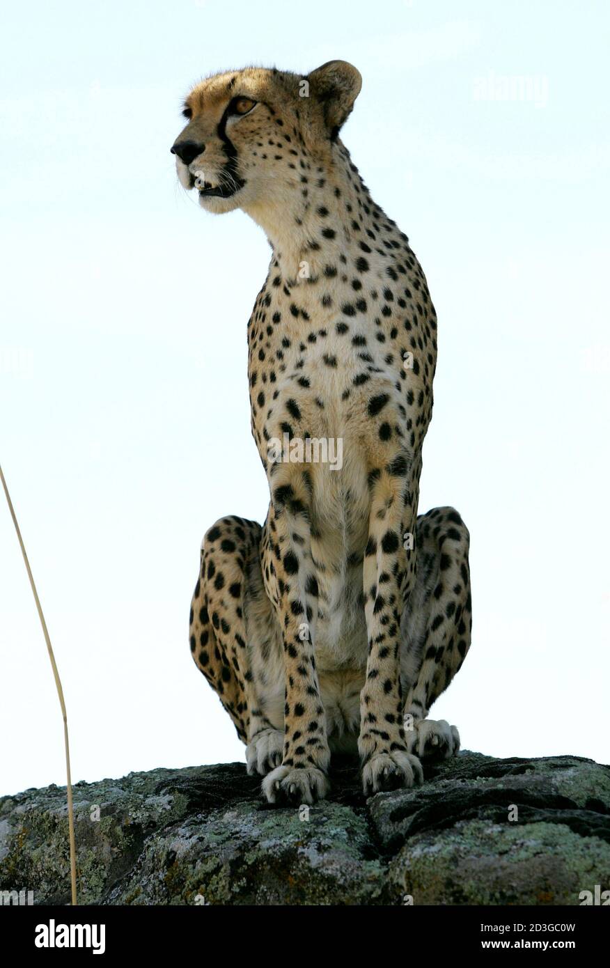 Central Cheetahs High Resolution Stock Photography and Images - Alamy