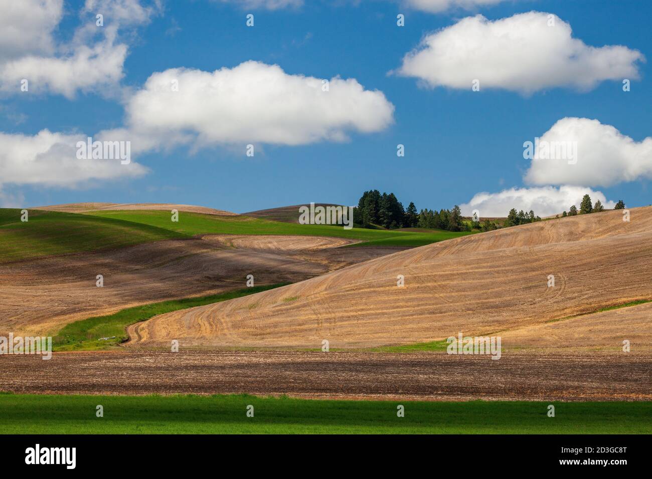 Wheat fields in spring, The Palouse, Whitman County, Washington Stock ...