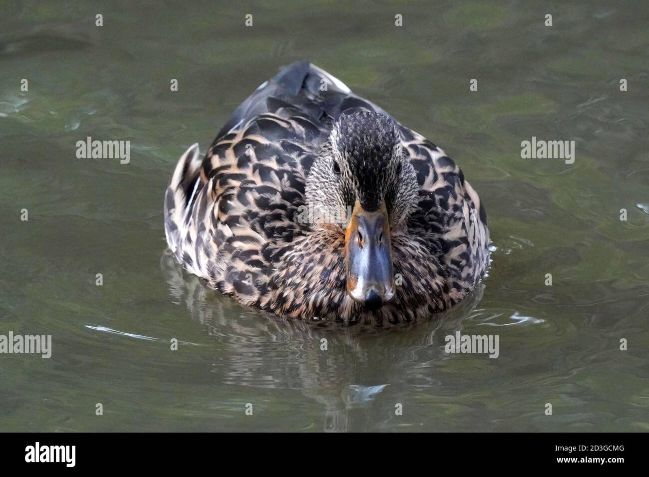 Mallard molting hi-res stock photography and images - Alamy