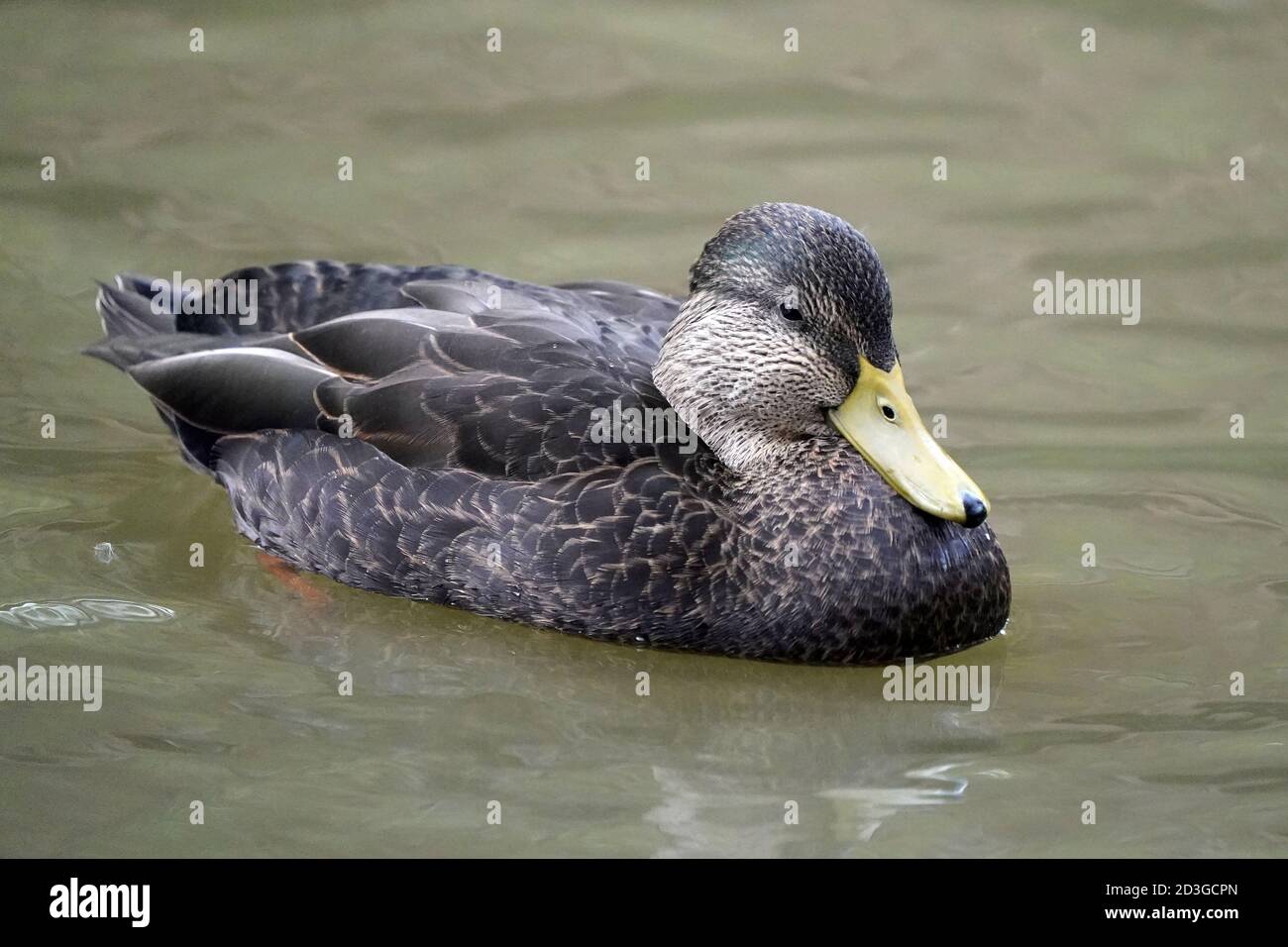 Molting duck hi-res stock photography and images - Alamy