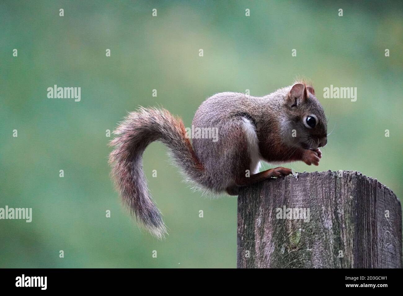 Squirrel On Her Back Legs High Resolution Stock Photography and Images ...