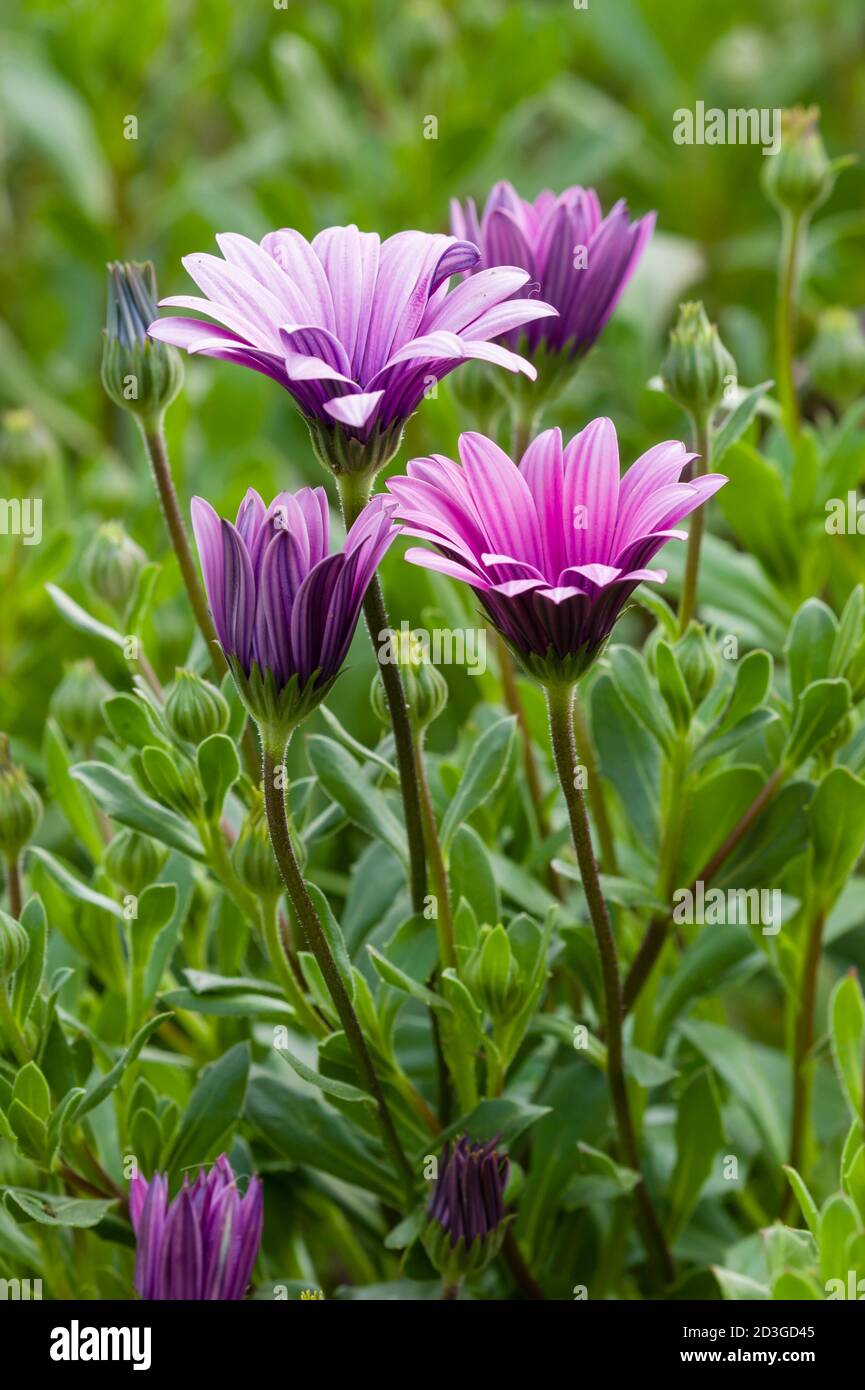 Dimorphoteca flowers in full bloom in Spring, Osteospermum Stock Photo ...