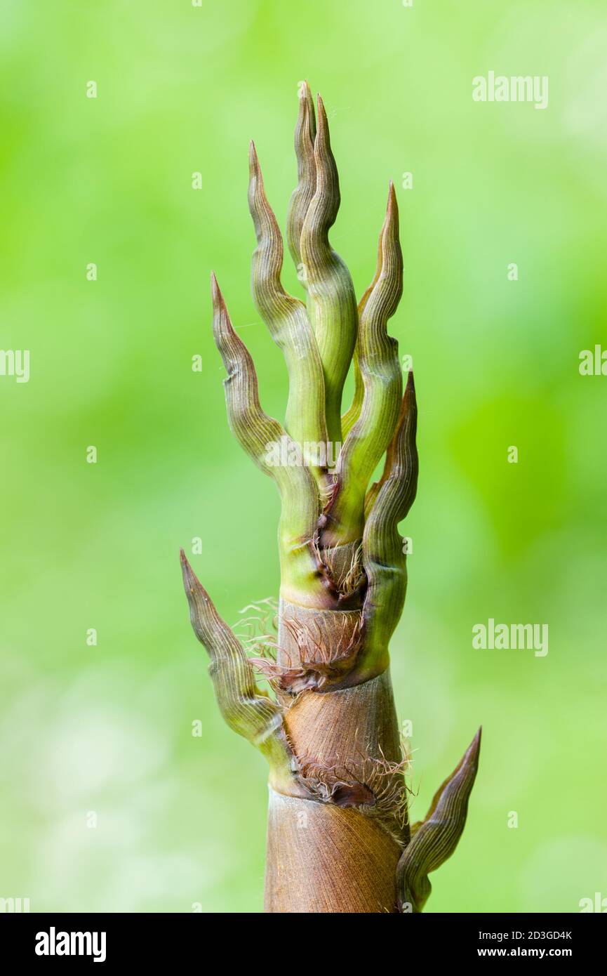 Bamboo bud tip on newly born plant Stock Photo - Alamy