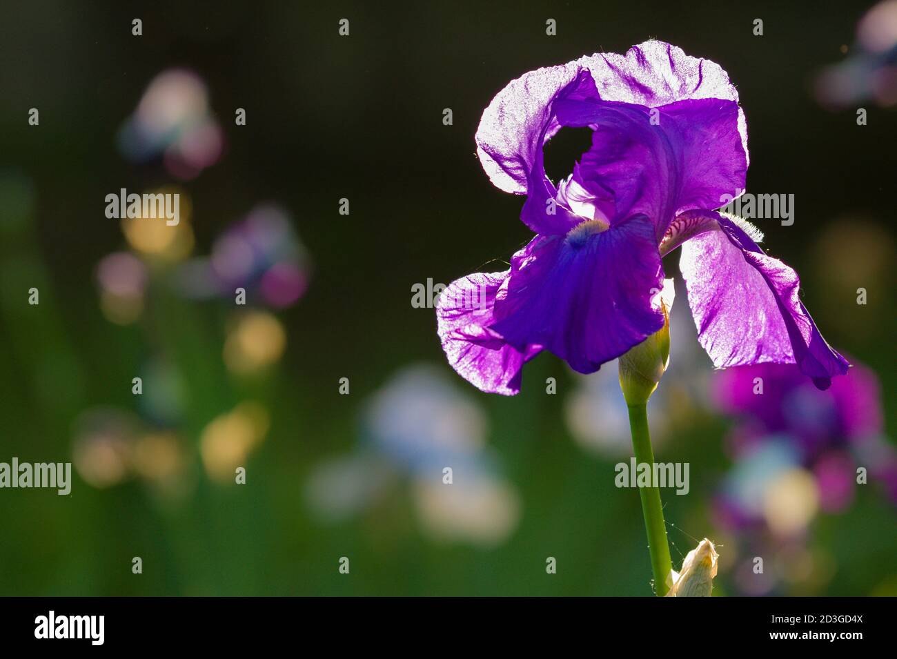Detail of Iris flower in full Spring bloom Stock Photo - Alamy