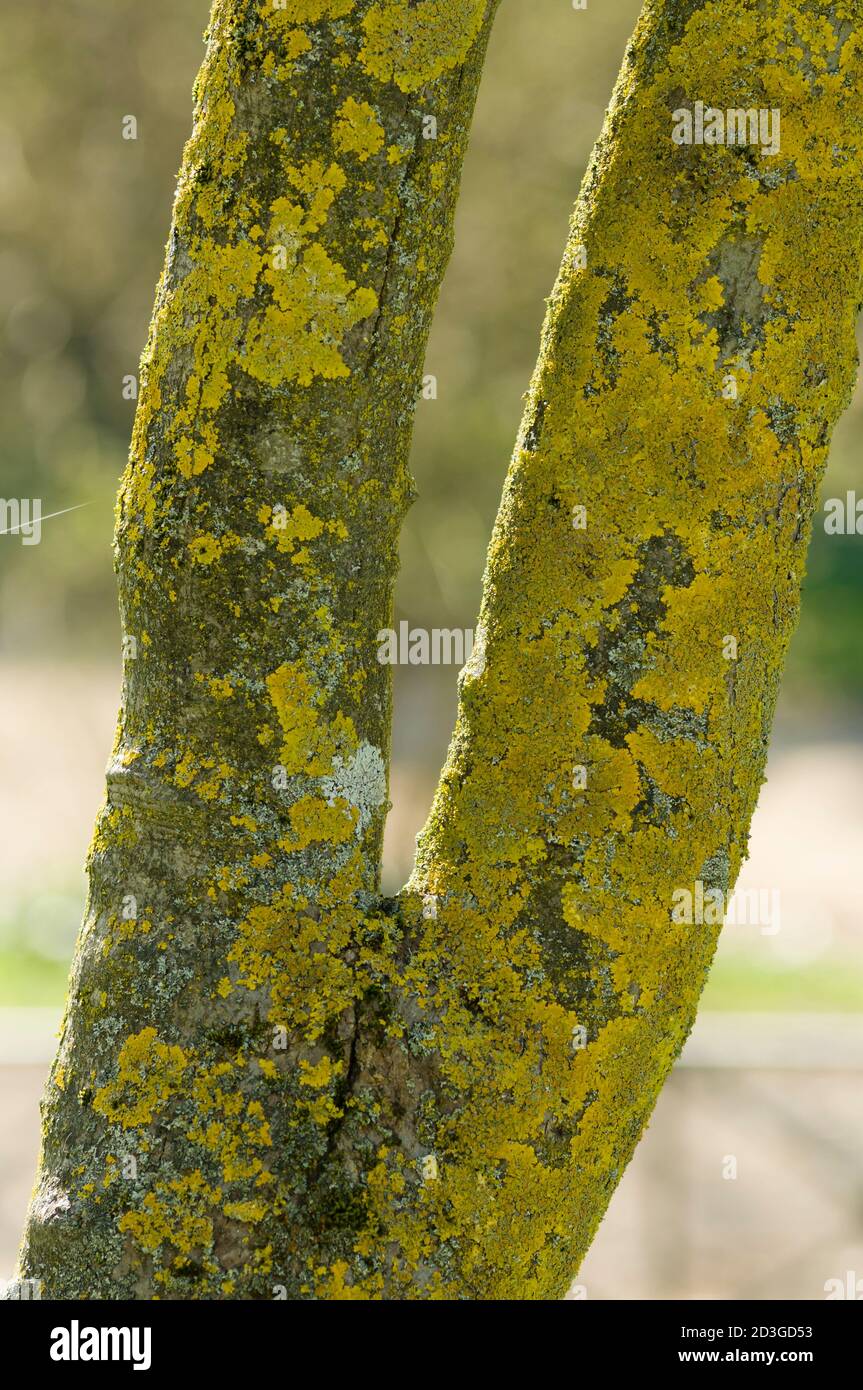 Maple tree bark with green and yellow lichens Stock Photo - Alamy