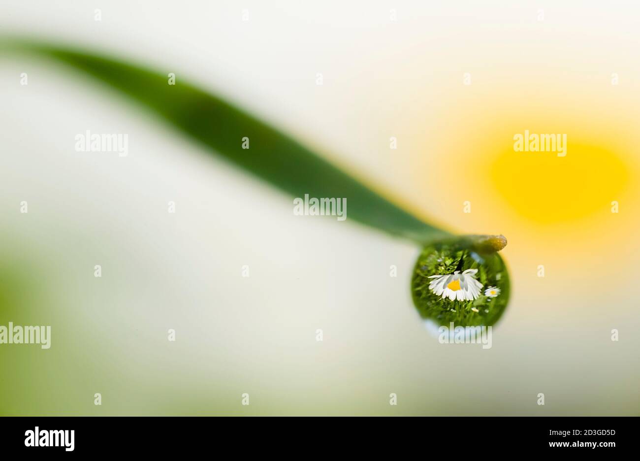 Grass balde hi-res stock photography and images - Alamy