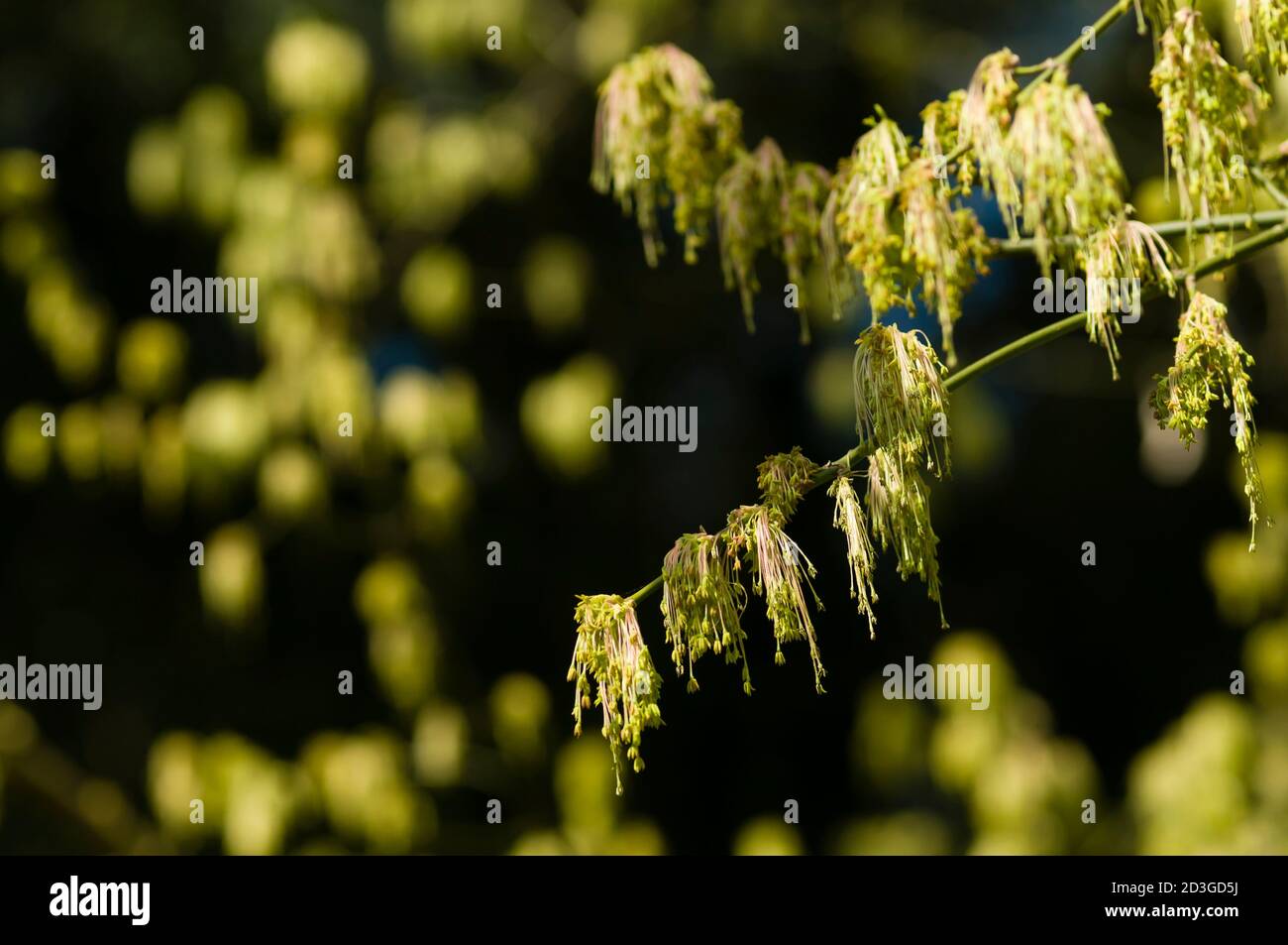 Hanging yellow flowers hi-res stock photography and images - Alamy