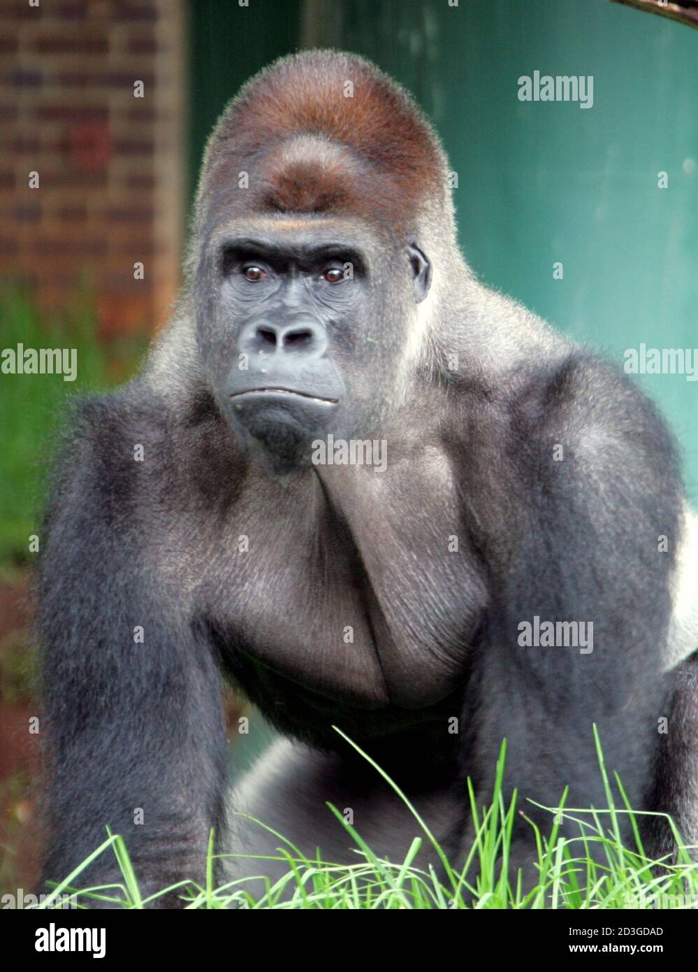 Johannesburg zoo gorilla max hi-res stock photography and images - Alamy