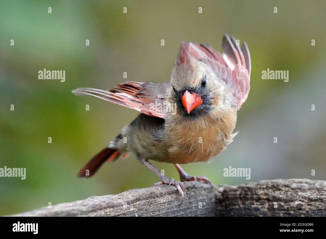 Mother and daughter Cardinal in woods Stock Photo - Alamy