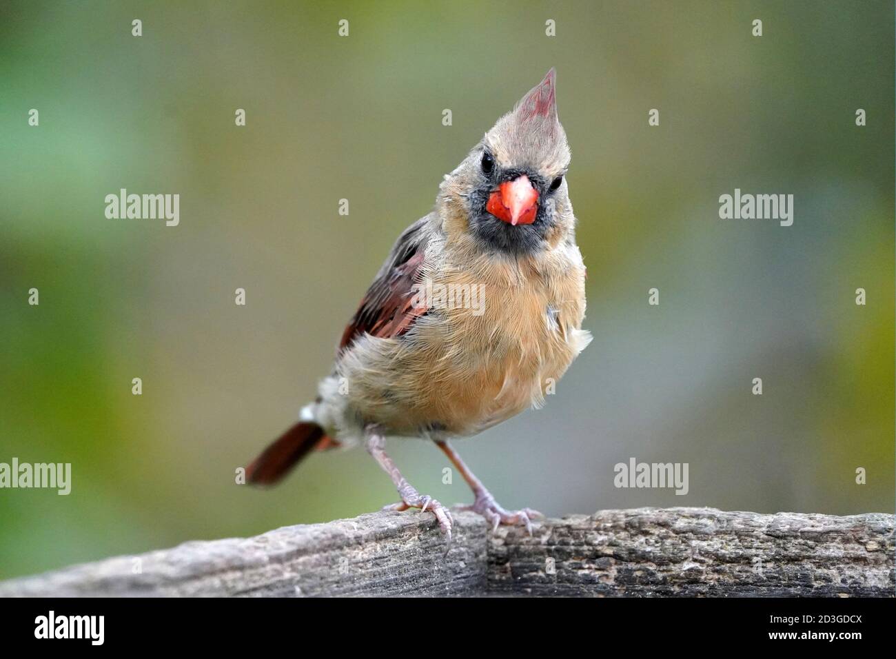 Molting northern cardinal hi-res stock photography and images - Alamy