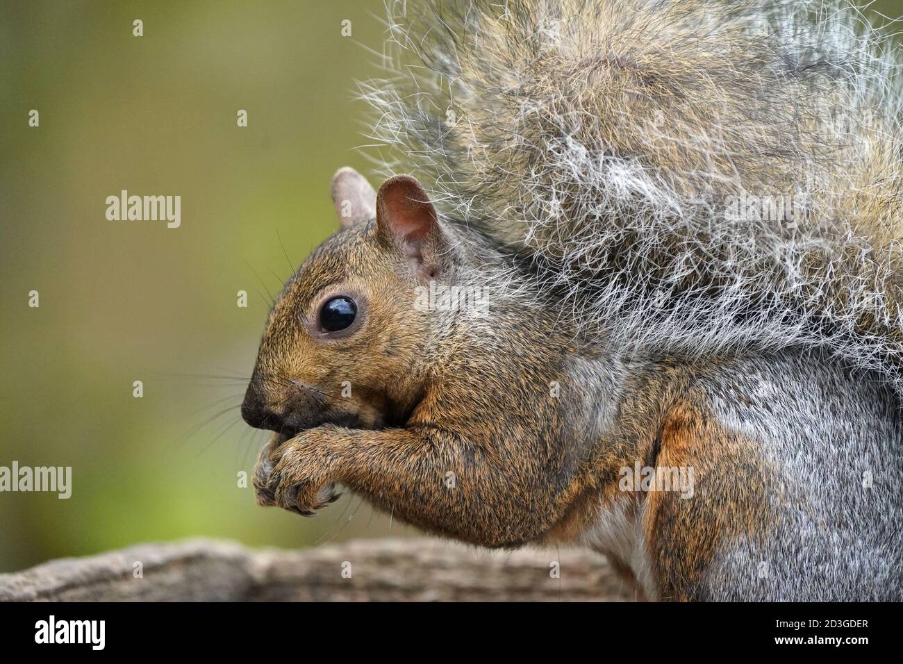 Eastern Grey Squirrel Stock Photo - Alamy