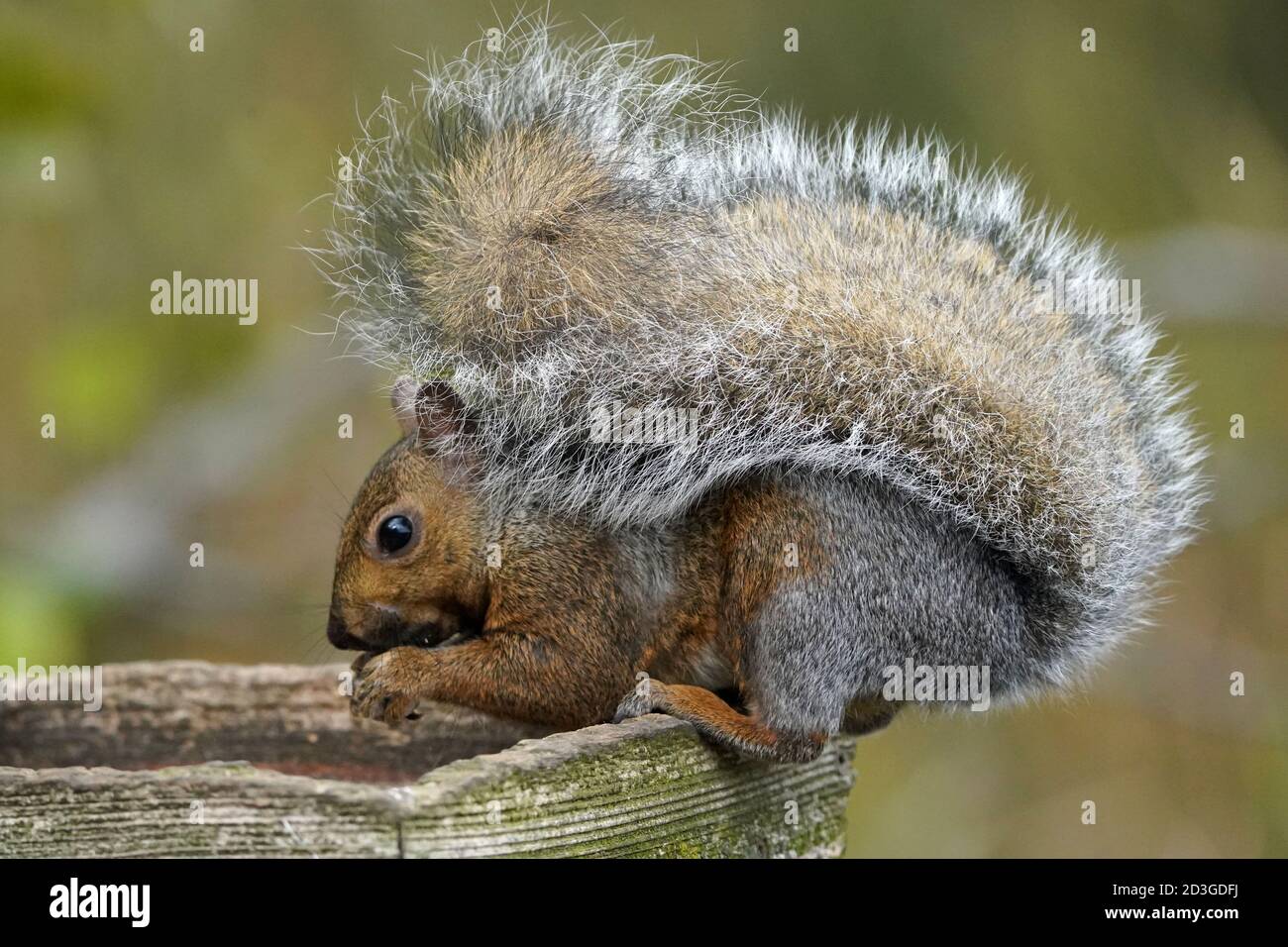 Eastern Grey Squirrel Stock Photo - Alamy