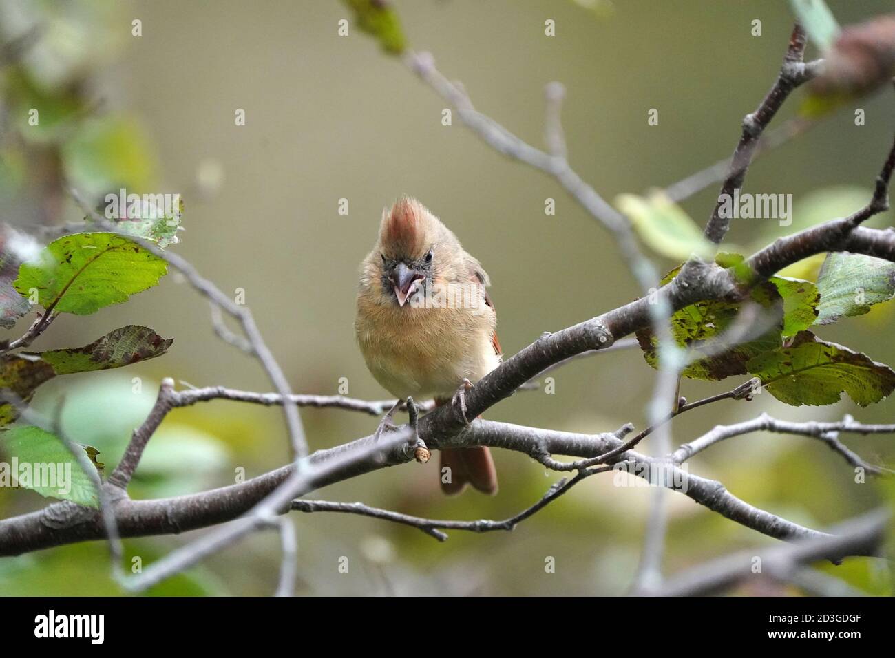 Mother and daughter Cardinal in woods Stock Photo - Alamy