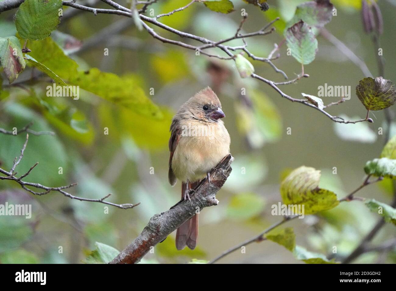 Mother and daughter Cardinal in woods Stock Photo - Alamy