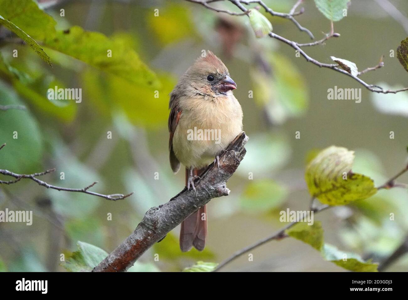 Mother and daughter Cardinal in woods Stock Photo - Alamy