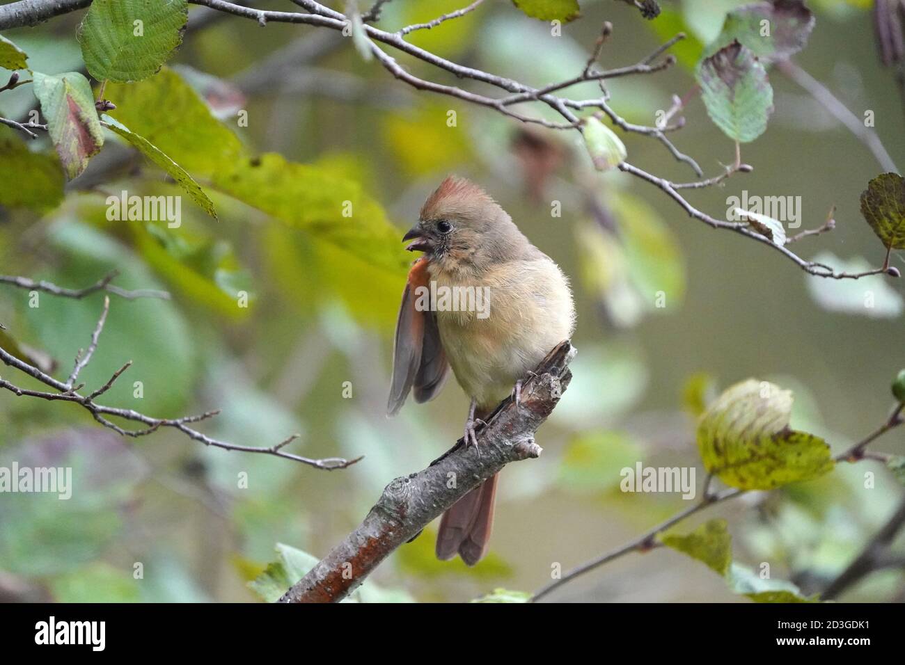 Mother and daughter Cardinal in woods Stock Photo - Alamy