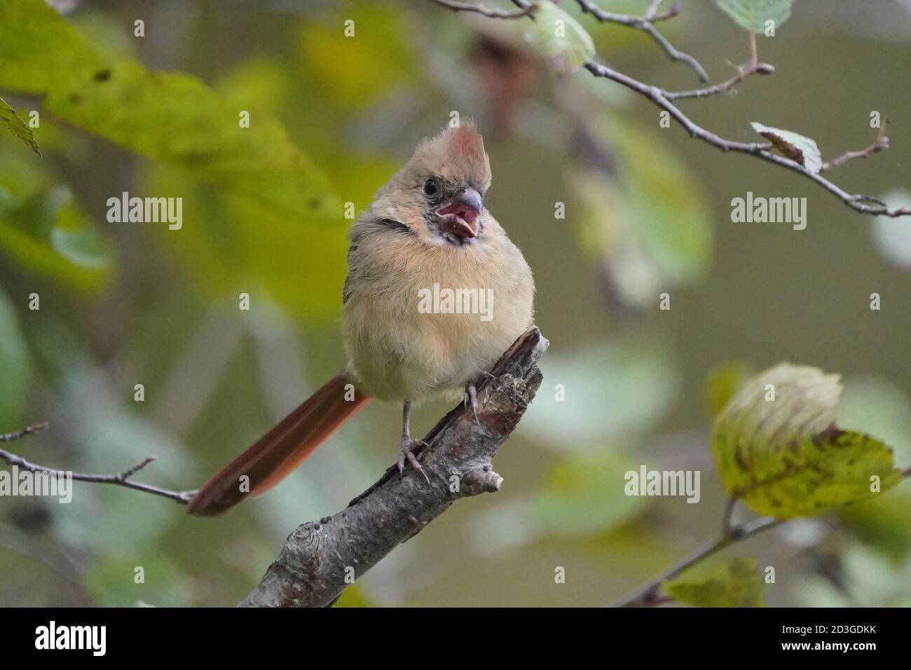 Molting northern cardinal hi-res stock photography and images - Alamy