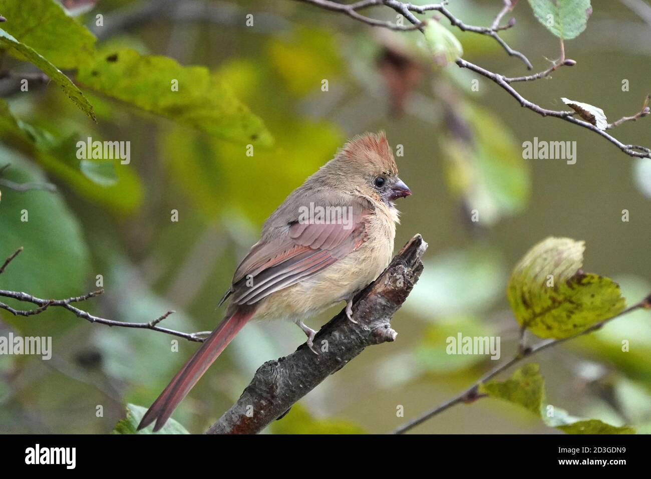 Molting northern cardinal hi-res stock photography and images - Alamy